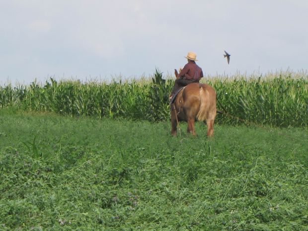 Amish Ways Archives - Page 4 of 8